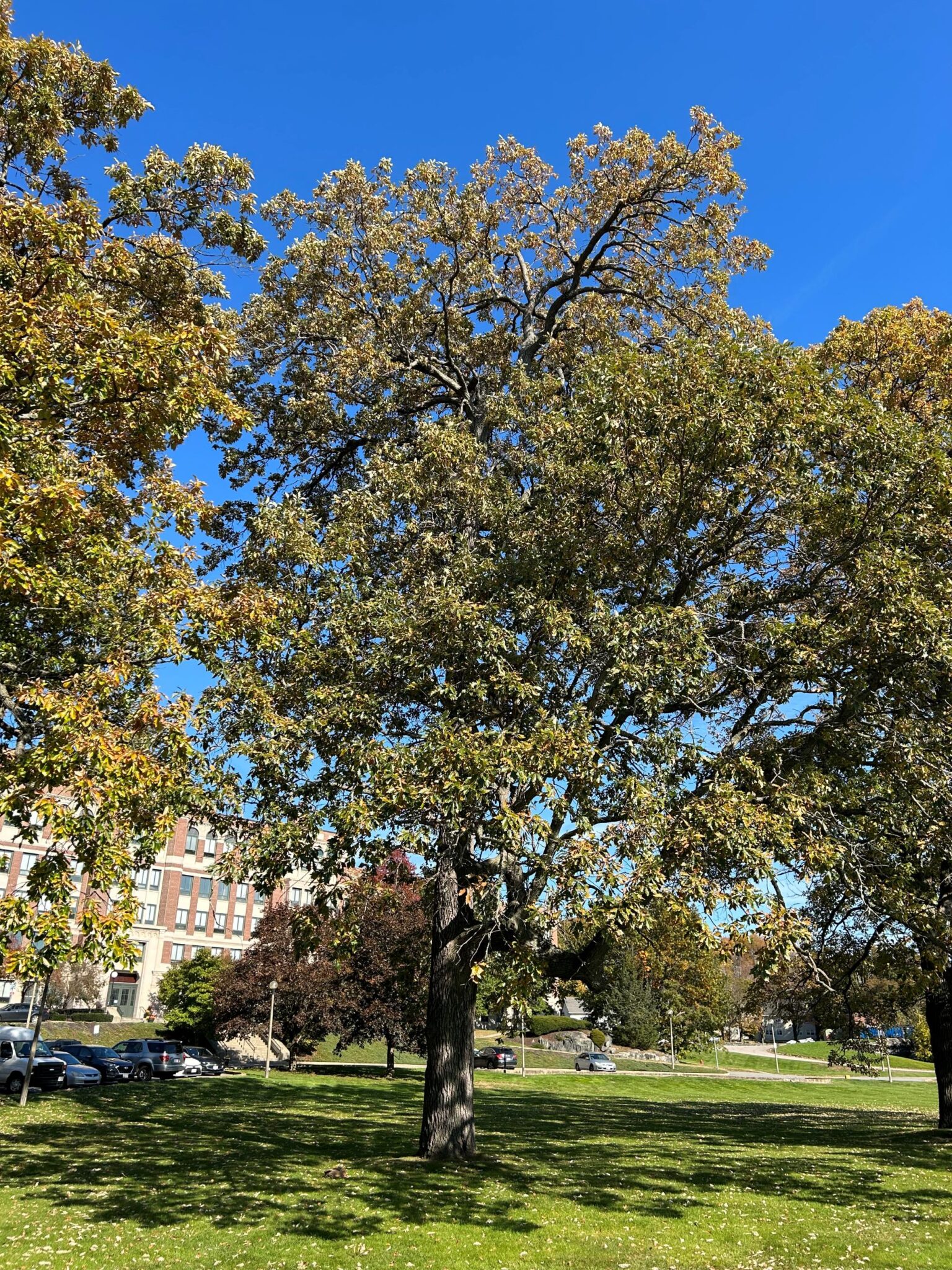 Big Old Trees Program - Tree Boston